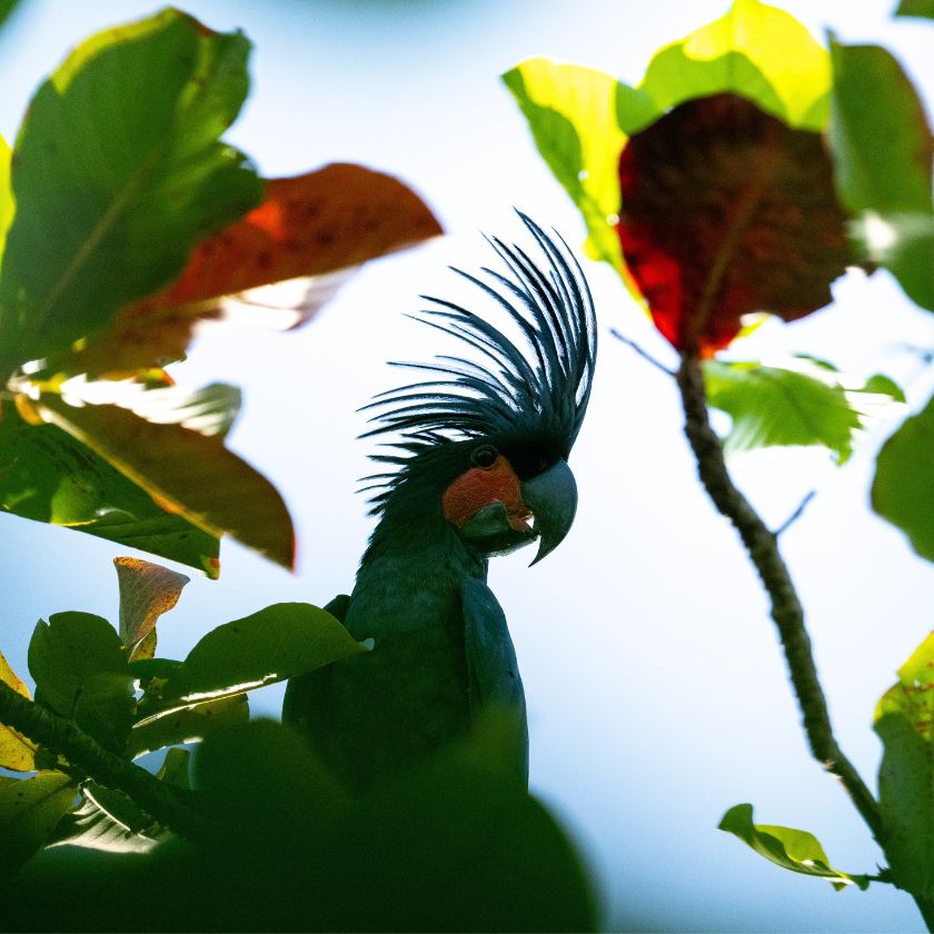 Charter Itinerary in Raja Ampat, Indonesia - Luxury Yacht Charter ...